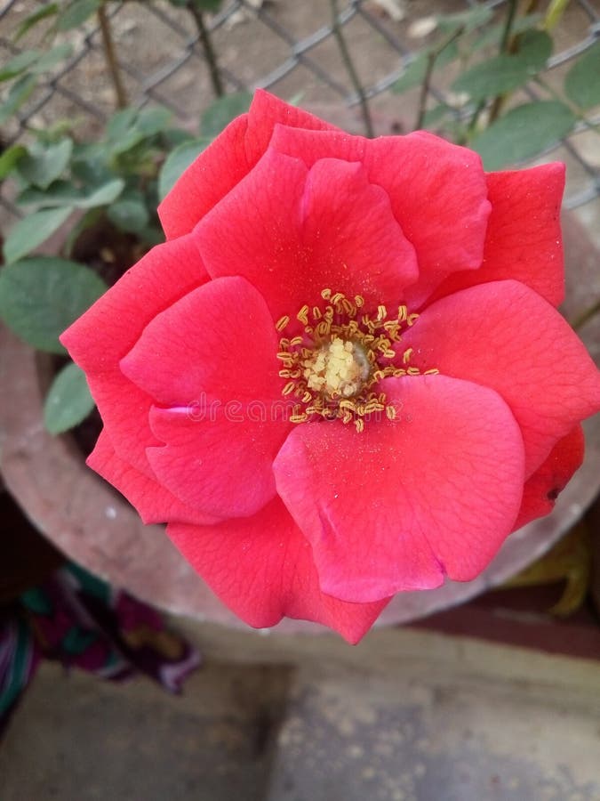 Love rose stock image. Image of rose, love, flowers, sign - 86142491