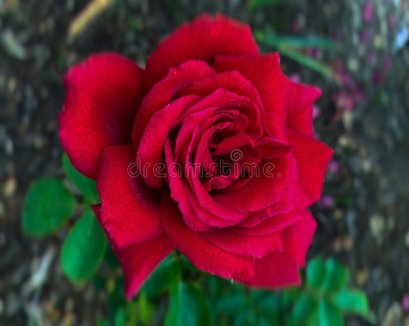 Love Rose stock photo. Image of single, colorful, flower - 251145770