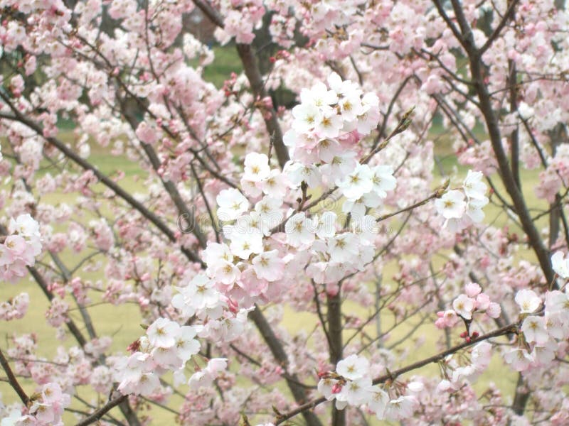 Love @ sakura stock photo. Image of love, sakura, flower - 91592134