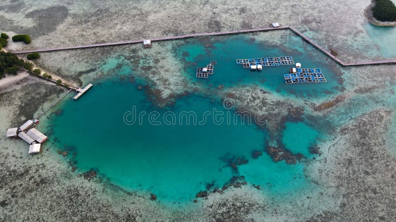 Love sea trough stock photo. Image of trough, love, kerapu - 274549388