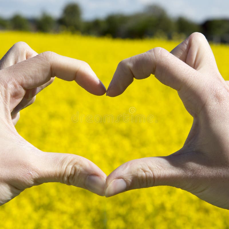 Love Shape Hands - Heart on Yellow Field and Blue Sky Stock Photo ...