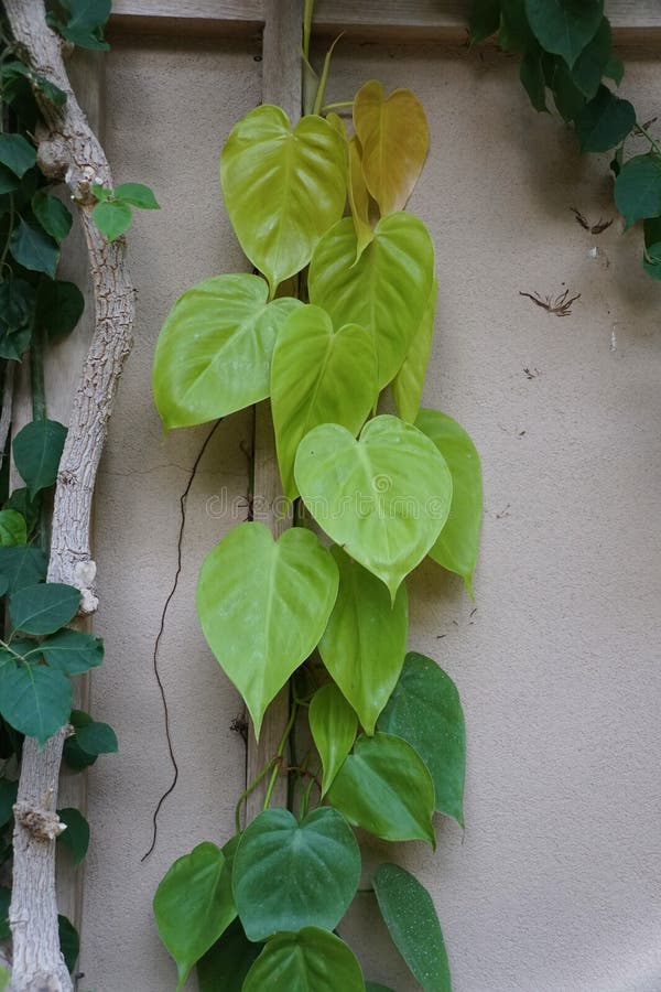 Love Shaped Leaves of Epipremnum Aureum Neon Climbing on the Wall Stock ...