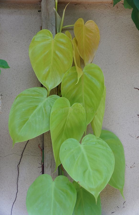 The Love-shaped Leaves of Neon Pothos Climbing on the Wall Stock Photo ...