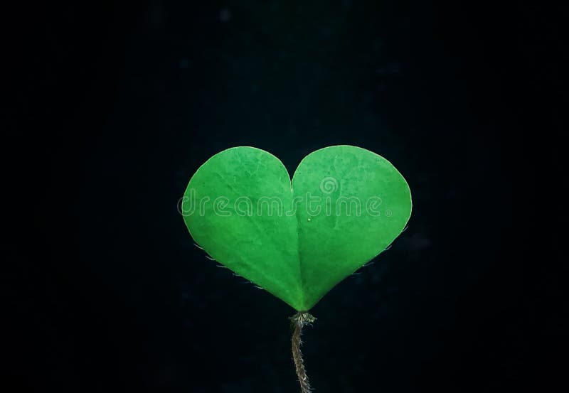 Love symbol in leaf stock illustration. Illustration of plant - 201988247