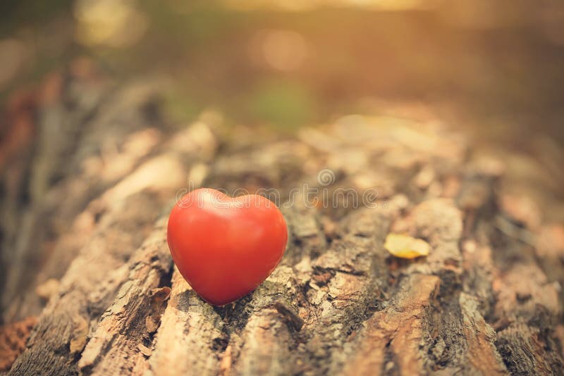 Love Symbol on the Tree Trunk Stock Photo - Image of greeting, soft ...