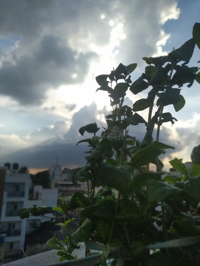 Love towards plants stock photo. Image of plants, blessed - 160835446