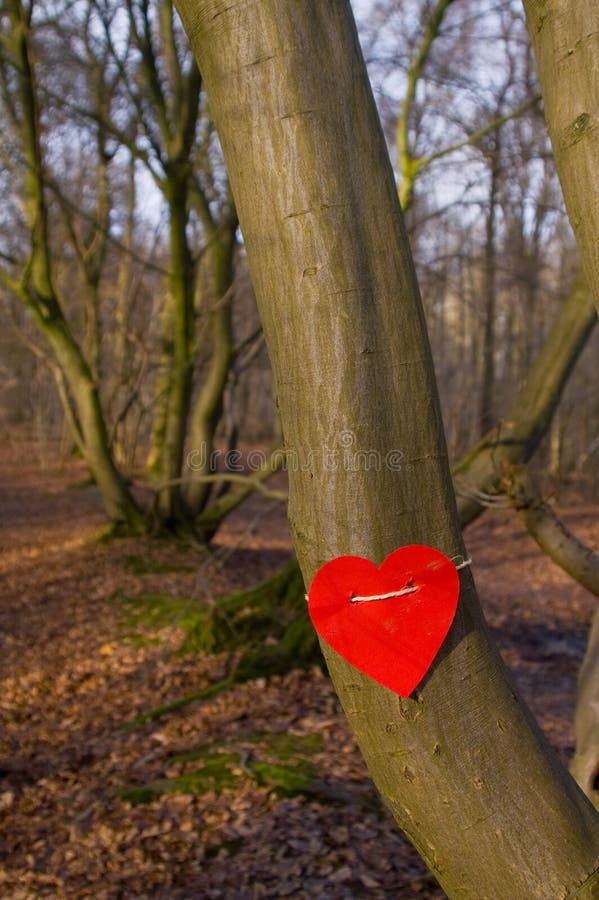 Love tree stock image. Image of shape, trunk, love, heart - 7914751