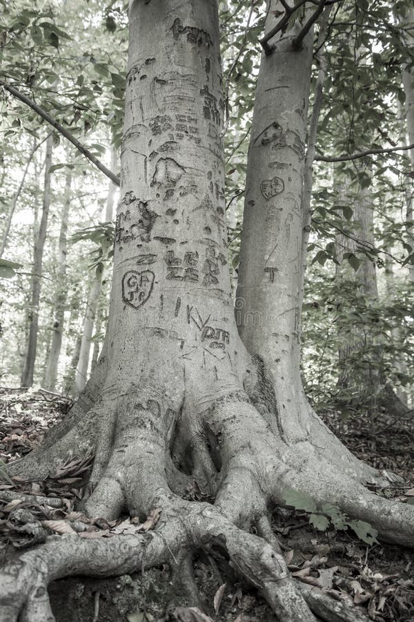 Love Tree Carving stock image. Image of affection, couple - 21733157
