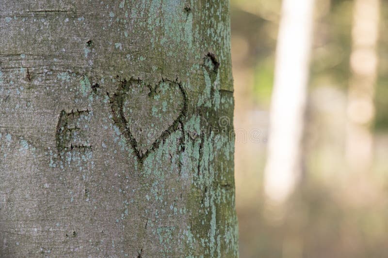 Love in the tree stock image. Image of nature, tree, moss - 33756551