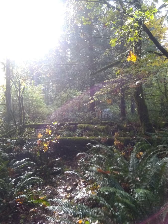 Love tree way stock image. Image of love, tree, forest - 164285921