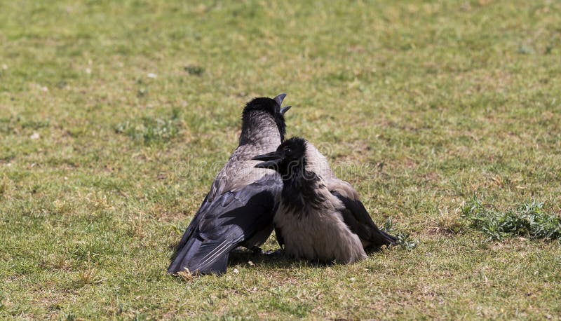 Love of two crows stock image. Image of meadow, field - 31399615