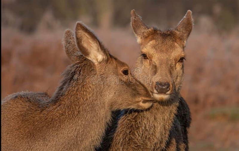 Love between Two Deers in the Desert Stock Image - Image of love, deers ...