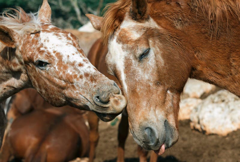 Two Horses Love Stock Images - Download 1,742 Royalty Free Photos