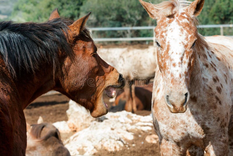 Love two horses stock image. Image of green, head, beautiful - 36454173