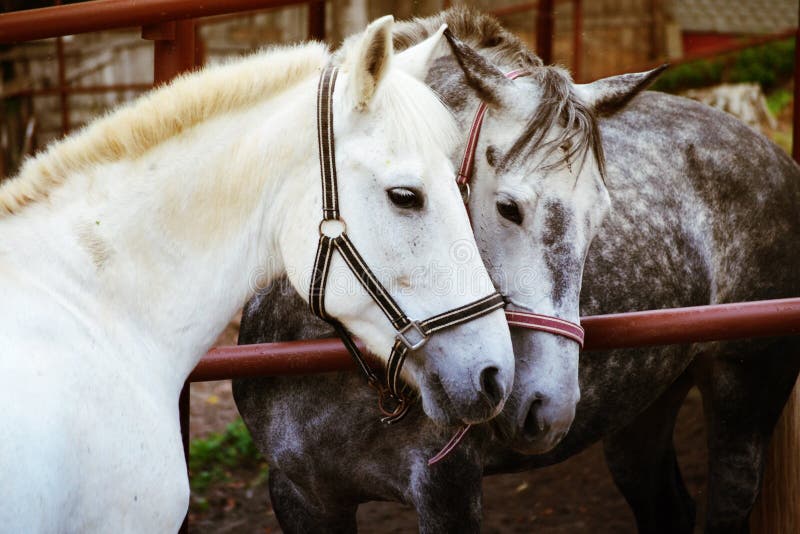 Love of two horses stock image. Image of animals, grey - 40260757