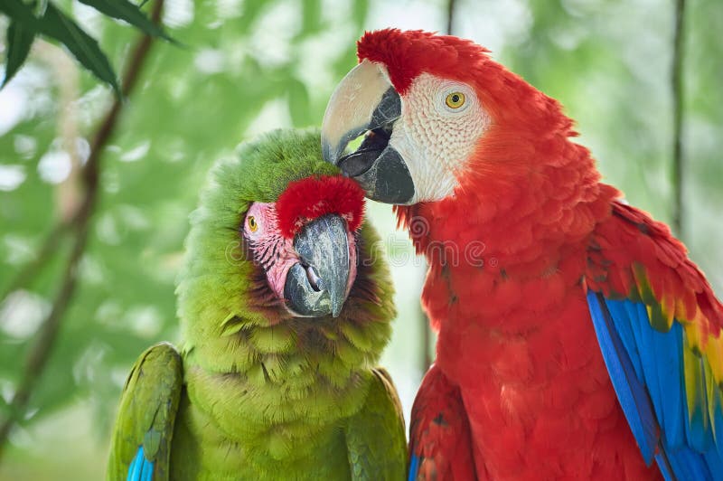 Love between Two Species of Macaws Stock Photo - Image of animal ...