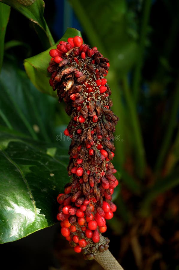 Love wave flower stock photo. Image of seeds, wave, stem - 232510864