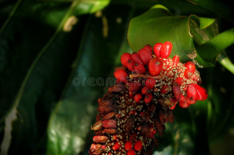 Love wave flower stock photo. Image of flower, indah - 232510870