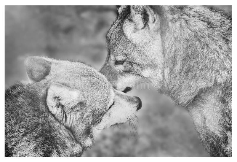 Love among wolves stock image. Image of wolves, enclosure - 77470245