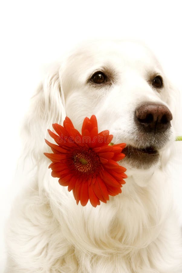 Love for you stock photo. Image of happy, smiling, symbol - 12471608