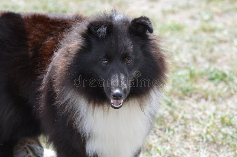 Loveable Face of a Shetland Sheepdog Stock Photo - Image of purebred ...