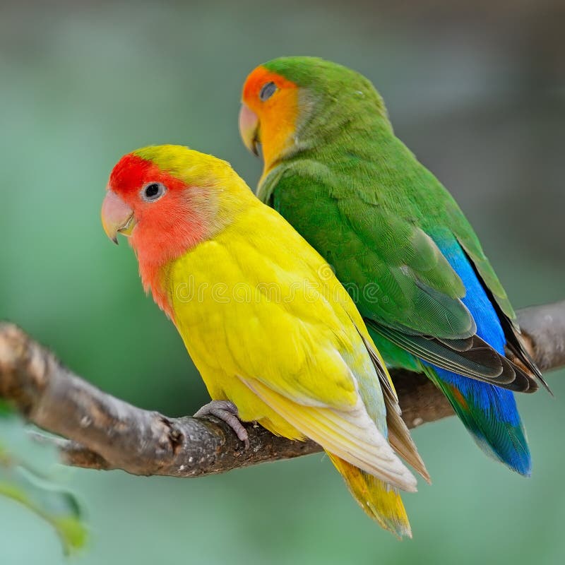 Lovebird stock photo. Image of agapornis, colorful, love - 40379528