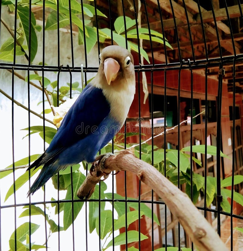 Mangsi Stock Photos - Free & Royalty-Free Stock Photos from Dreamstime