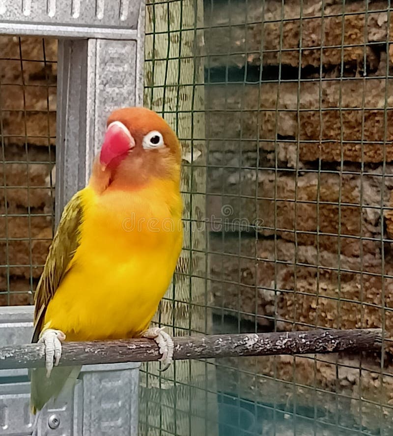 Lovebird stock image. Image of lovebird, lovebirdmania - 165266691