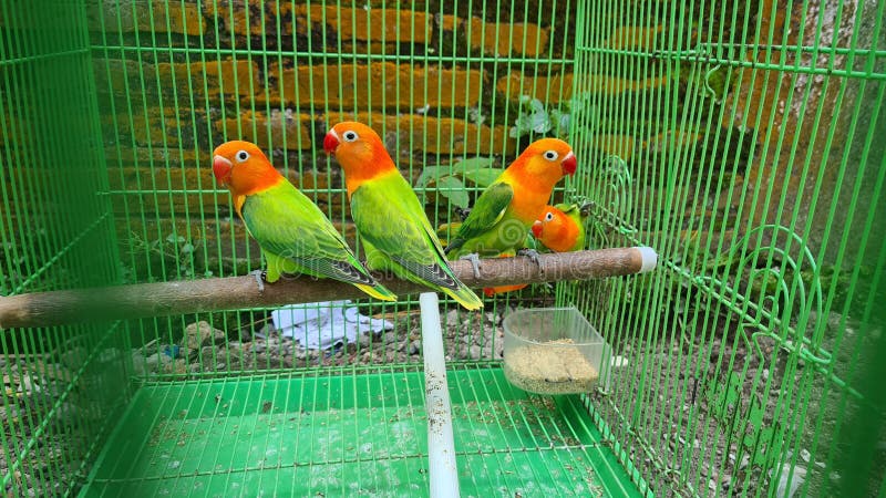 Lovebird opaline green stock photo. Image of beak, yellow - 263868506