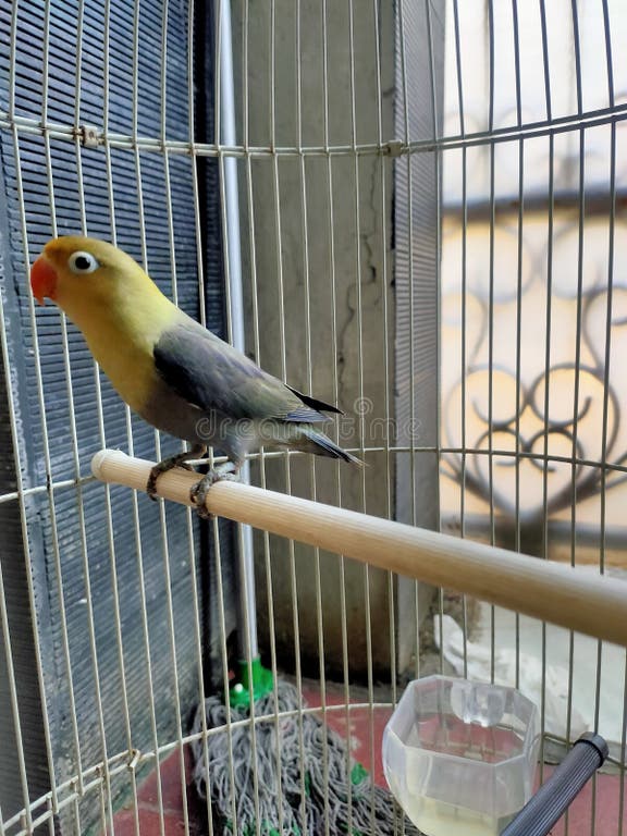 Parblue Lovebird Stock Photos - Free & Royalty-Free Stock Photos from ...