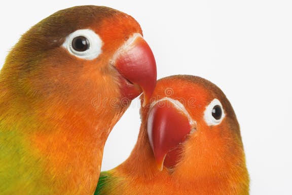 Lovebirds stock photo. Image of inseparable, small, parrot - 1619192