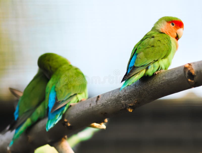 Lovebirds parrots stock photo. Image of lovebird, tropical - 84463080