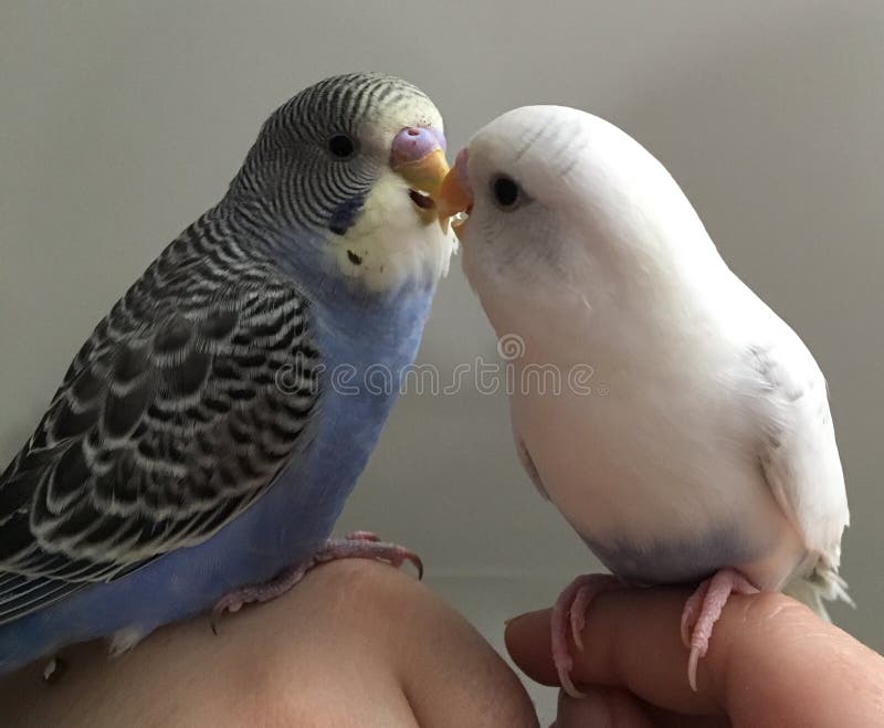 Lovebirds stock photo. Image of love, elsa, lovebirds - 74038318
