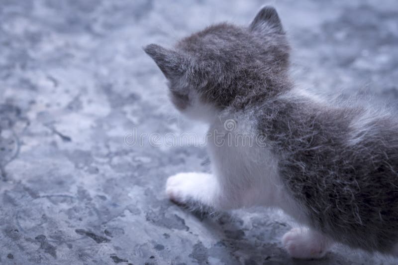 Lovely, lovely animal stock photo. Image of eyes, beauty - 185248698