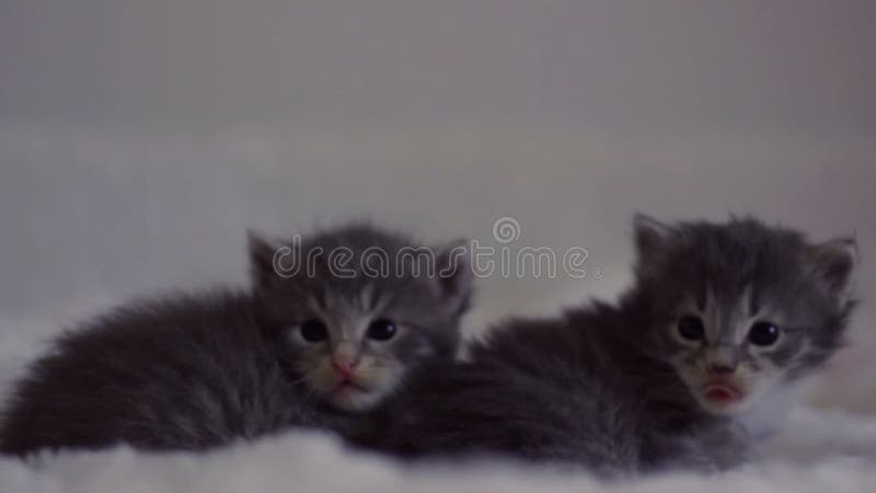 Baby Cats Sleeping on Their Mom S Belly Stock Video - Video of kittens ...