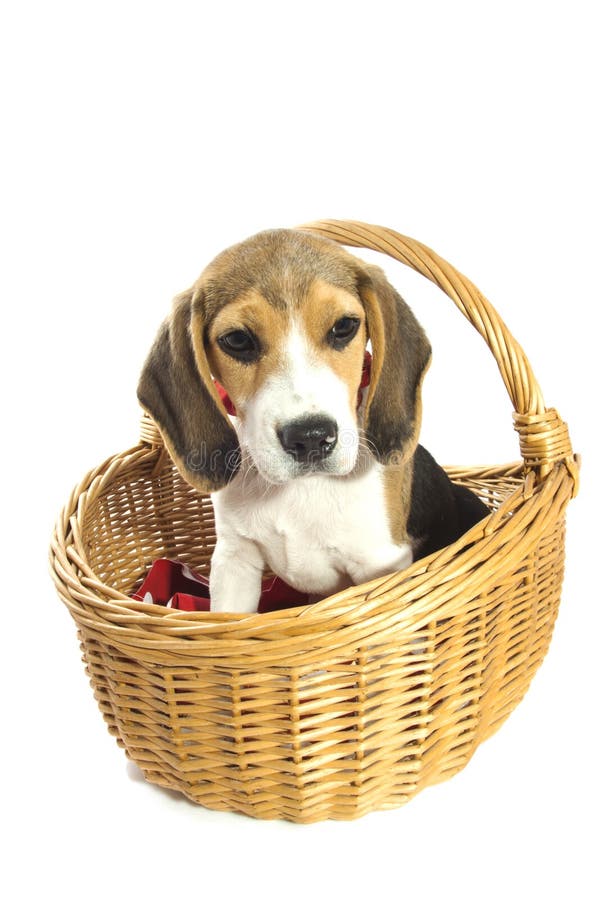 Lovely beagle stock photo. Image of hound, portrait, beagle - 29641924