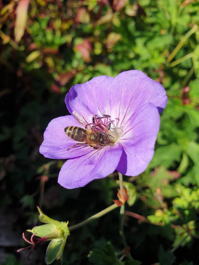 Geranium Rozanne Flower and Lovely Bee Stock Photo - Image of rozanne ...