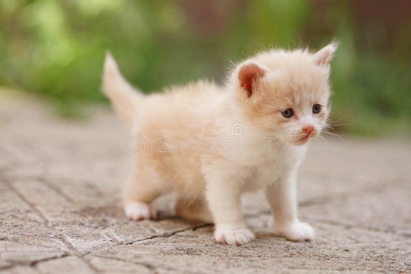 Lovely Beige White Fluffy Kitten Walk in Summer Garden Stock Image ...