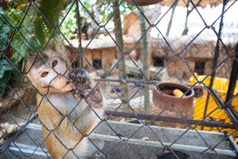Lovely Big Thai Monkey in the Cage Stock Photo - Image of tree, monkey ...