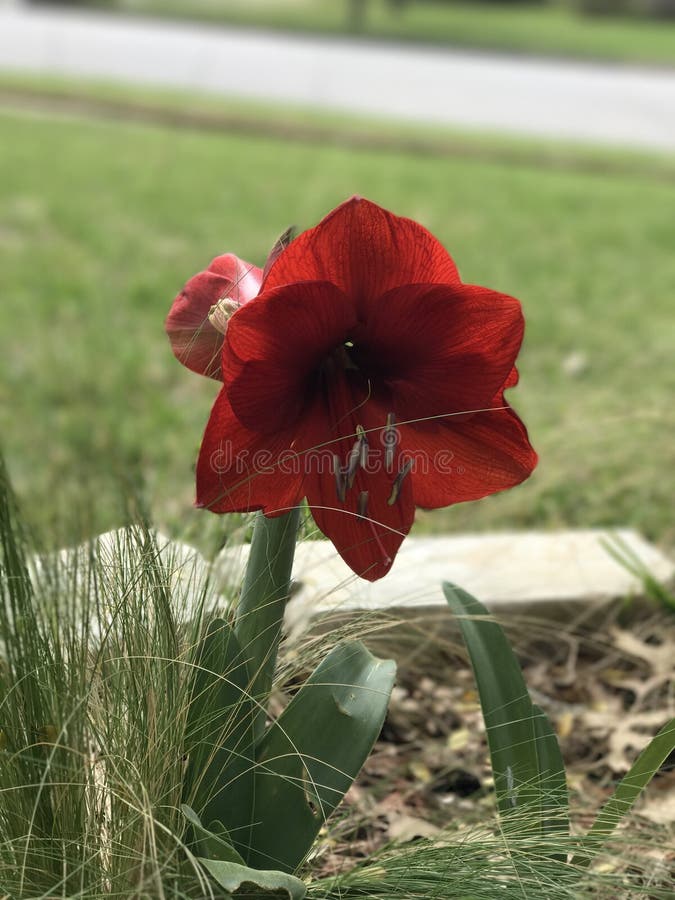 Lovely Big Red Flower stock photo. Image of lovely, flower - 96061776