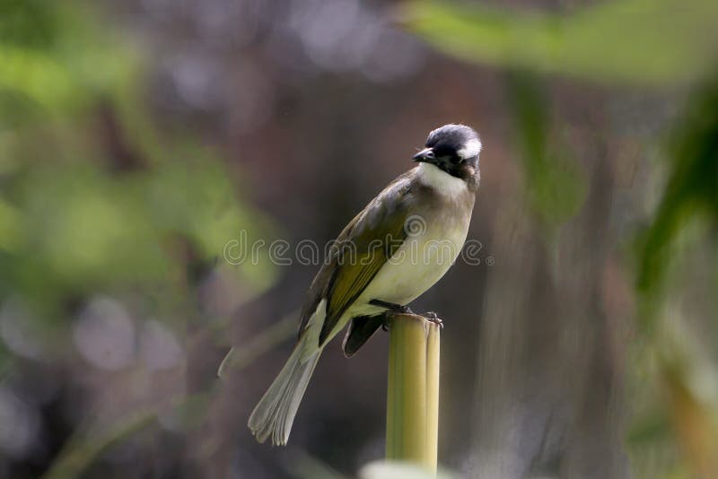A Lovely Bird Shot at Close Range Stock Image - Image of pole, range ...