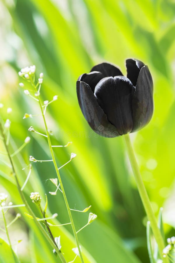 Lovely Black Tulip in the Field, Stock Photo - Image of tulip, soil ...