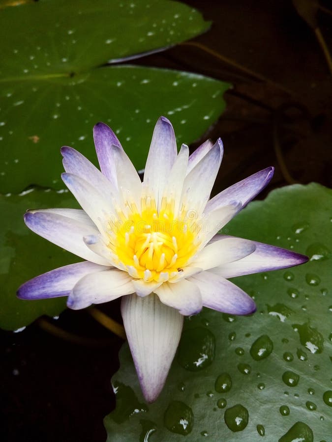 Lovely blue lotus flower stock image. Image of blossom - 241405069