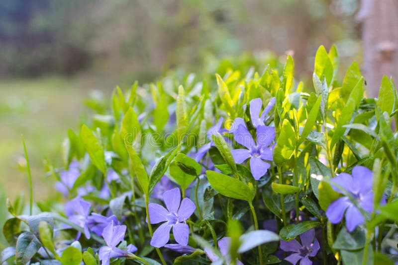 Lovely Blue Periwinkle Grows in a Flowerbed Stock Photo - Image of ...