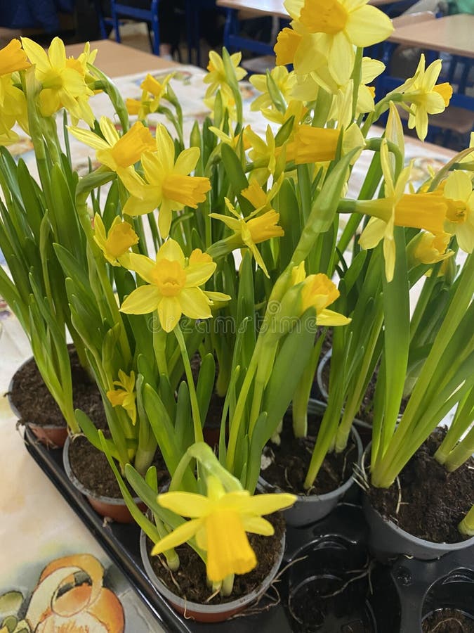 Lovely Bright Fresh Spring Yellow Daffodils Growing in Pots Stock Photo ...