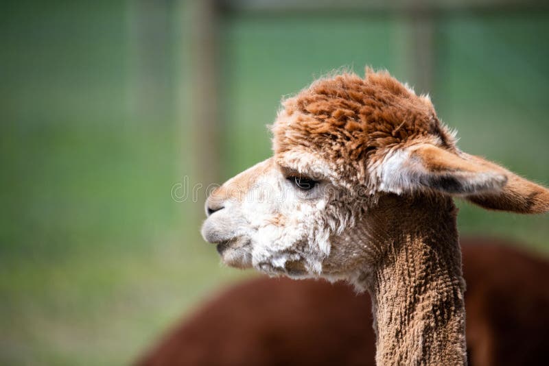 Lovely Brown Alpaca with a Shaved Neck. Stock Image - Image of alpaca ...