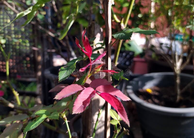 Lovely Buds of Red Roses in Pots in the Morning. Stock Photo - Image of ...