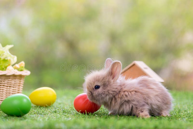 Lovely Bunny Easter Fluffy Baby Rabbit. Easter Rabbit and Easter Eggs ... Lovely Bunny Easter Fluffy Baby Rabbit. Easter Rabbit and Easter Eggs ...