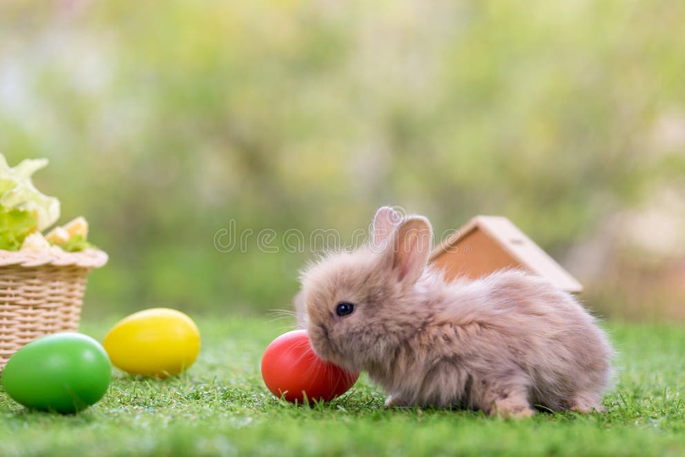 Lovely Bunny Easter Fluffy Baby Rabbit. Easter Rabbit and Easter Eggs ...