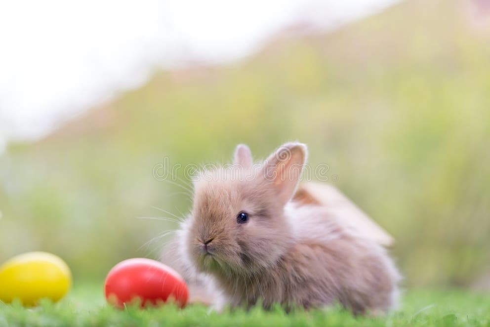 Lovely Bunny Easter Fluffy Baby Rabbit. Easter Rabbit and Easter Eggs ...
